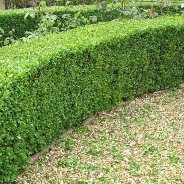 Box Hedging (Buxus Sempervirens)