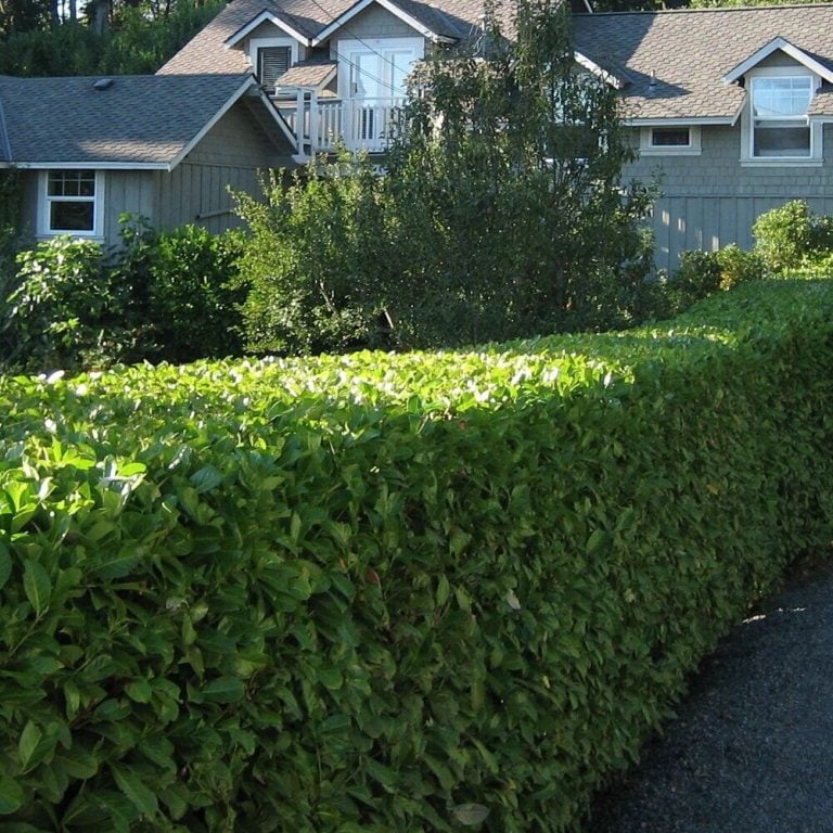 Shady Laurel Evergreen Hedge Plants Hardy Bare Root