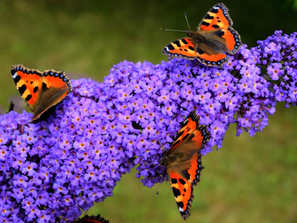 Buddleia Butterfly Plants (Buddleia davidii) 40-60cm